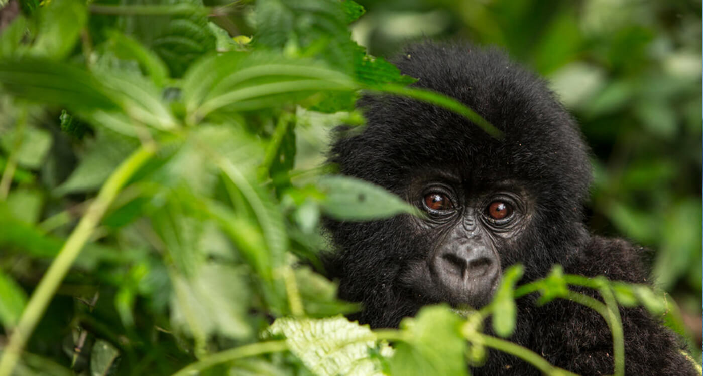 Wwf『生きている地球レポート2022』発表 生物多様性の豊かさは「過去50年間で69%損失」、 人類は地球1 75個分の自然資源を過剰に消費