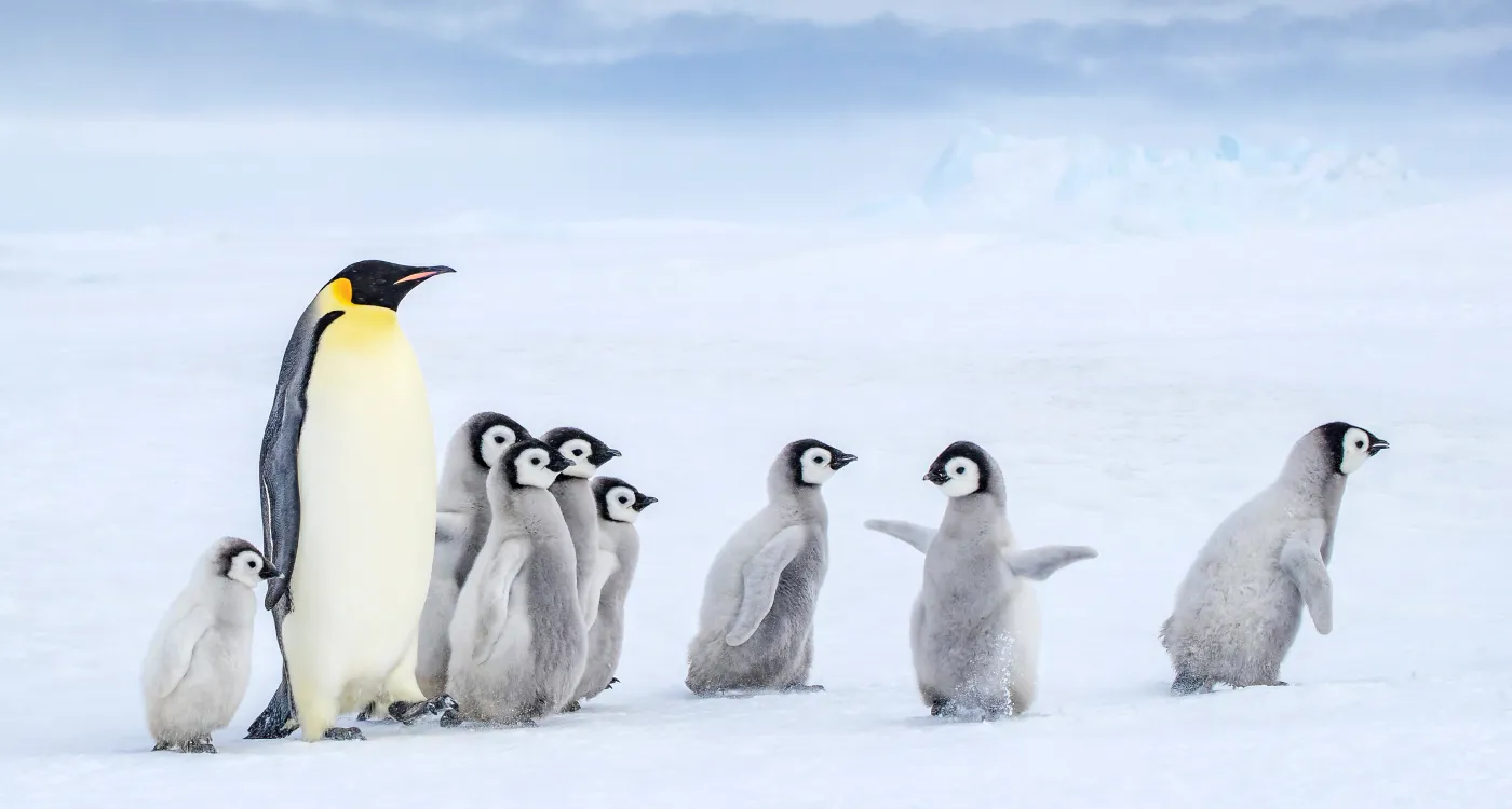 コウテイペンギンが絶滅危惧種に選定 気候変動の脅威が深刻に ｜WWFジャパン
